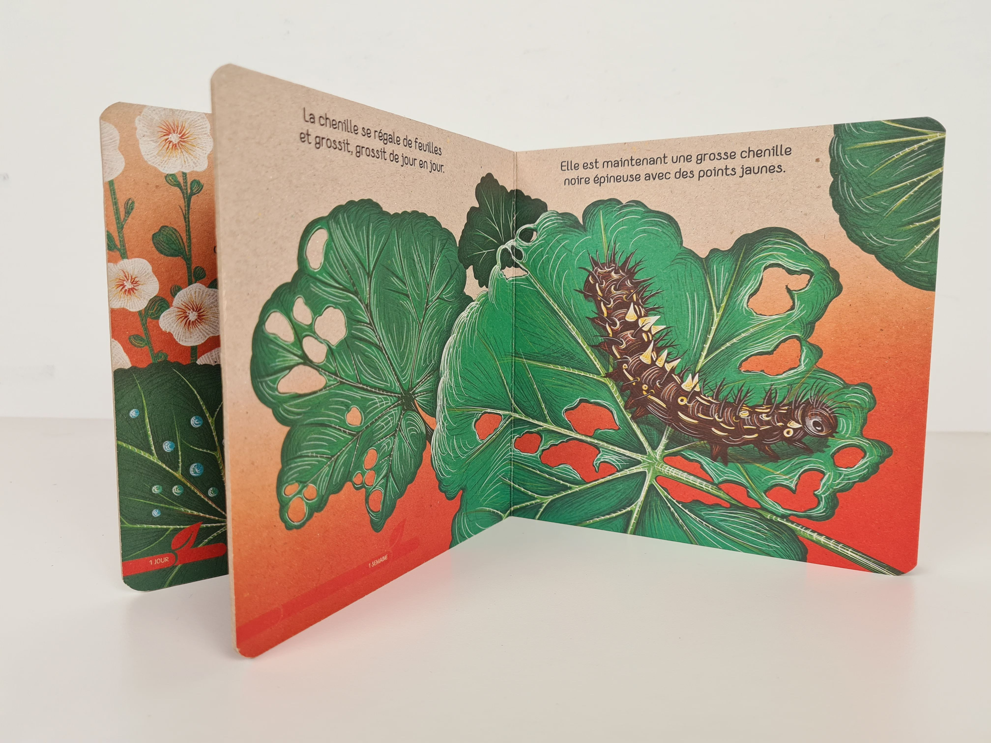 Livre pages rigides - Petit Papillon - Isabelle Simler - Grund Edition ...