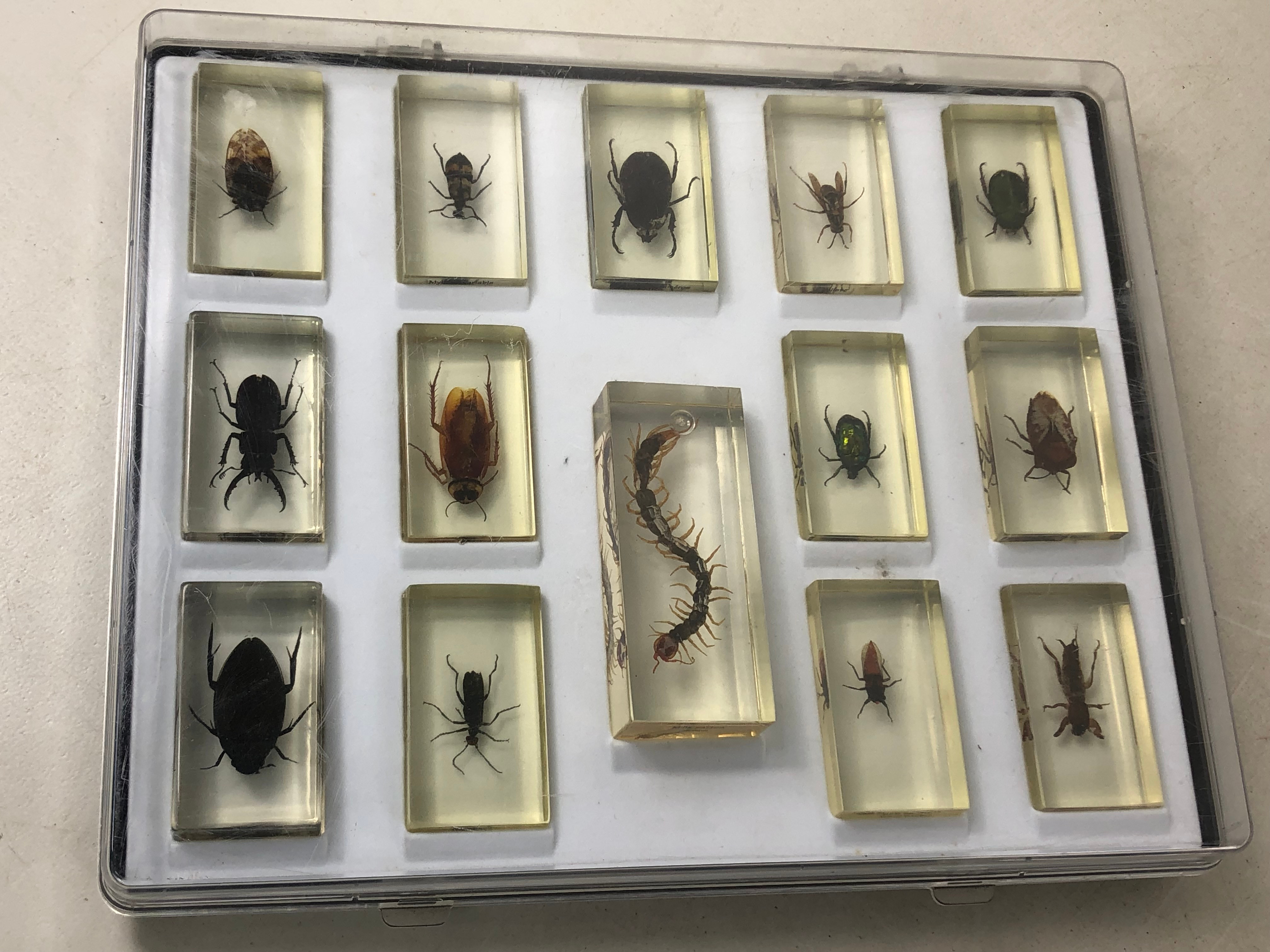 Collection de 14 insectes sous résine - Label Emmaüs