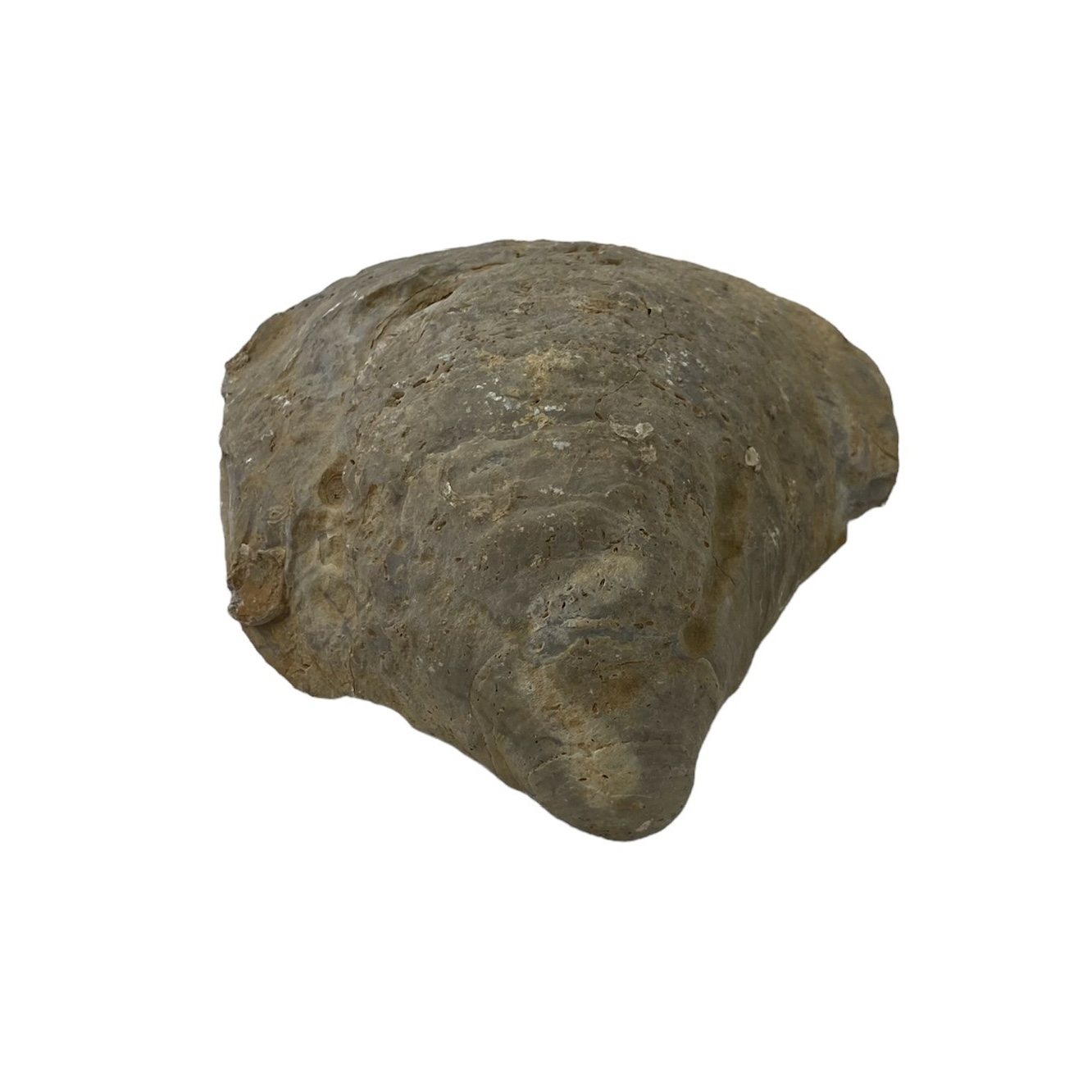 Fossile Mollusque Bivalve Label Emmaüs