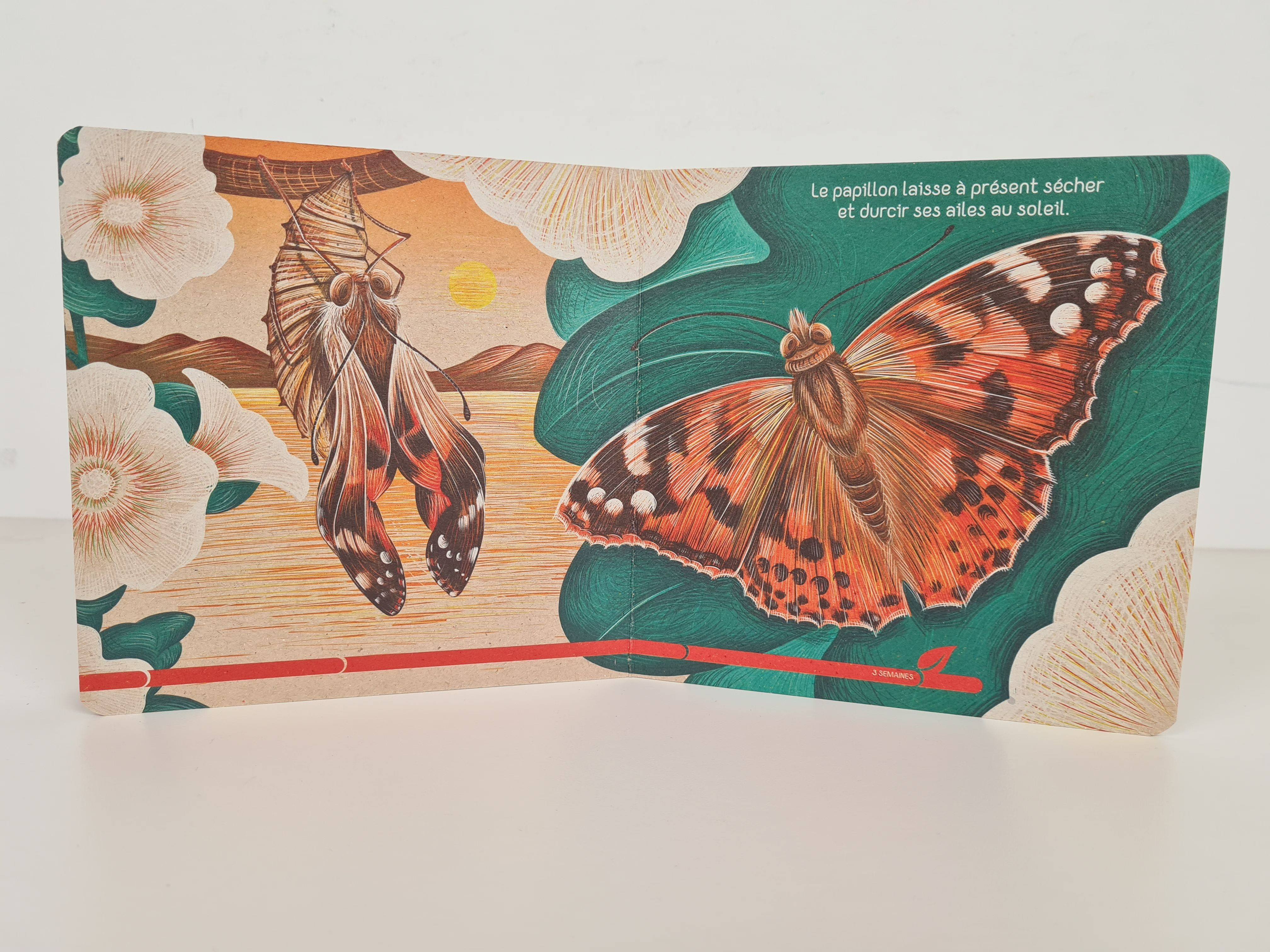 Livre pages rigides - Petit Papillon - Isabelle Simler - Grund Edition ...